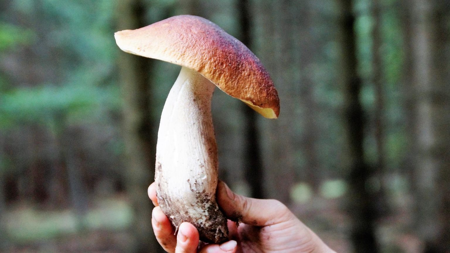 Nejlepší nože na houby [PRŮVODCE] - Zboží.cz